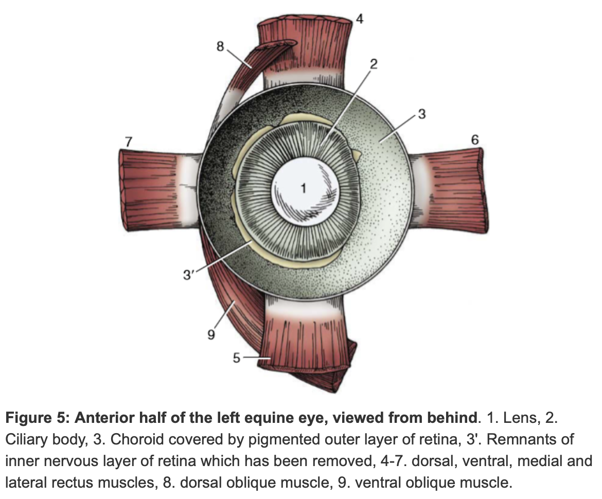 Main Ocular CMAP